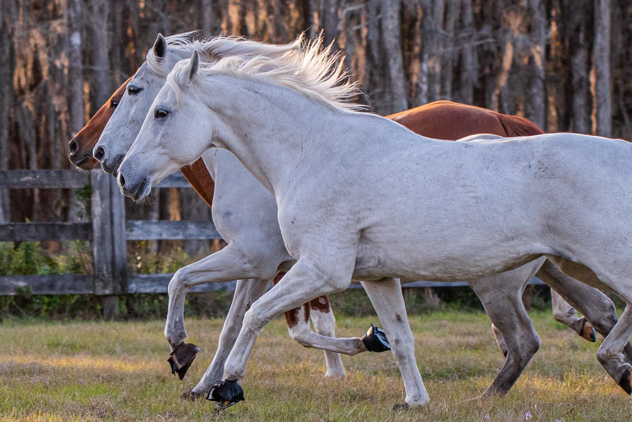 Quantum Leap Farm – Horsepower for the Soul