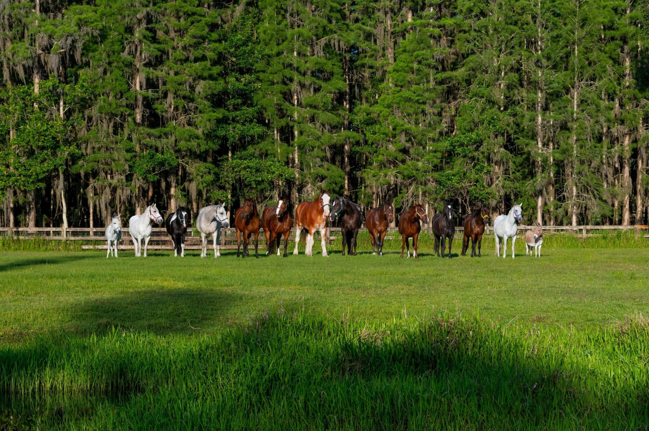 Quantum Leap Farm – Horses and Healing