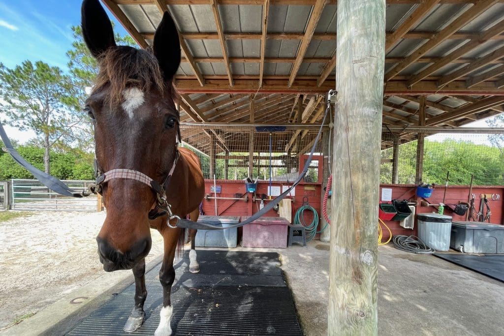 Volunteer – Quantum Leap Farm